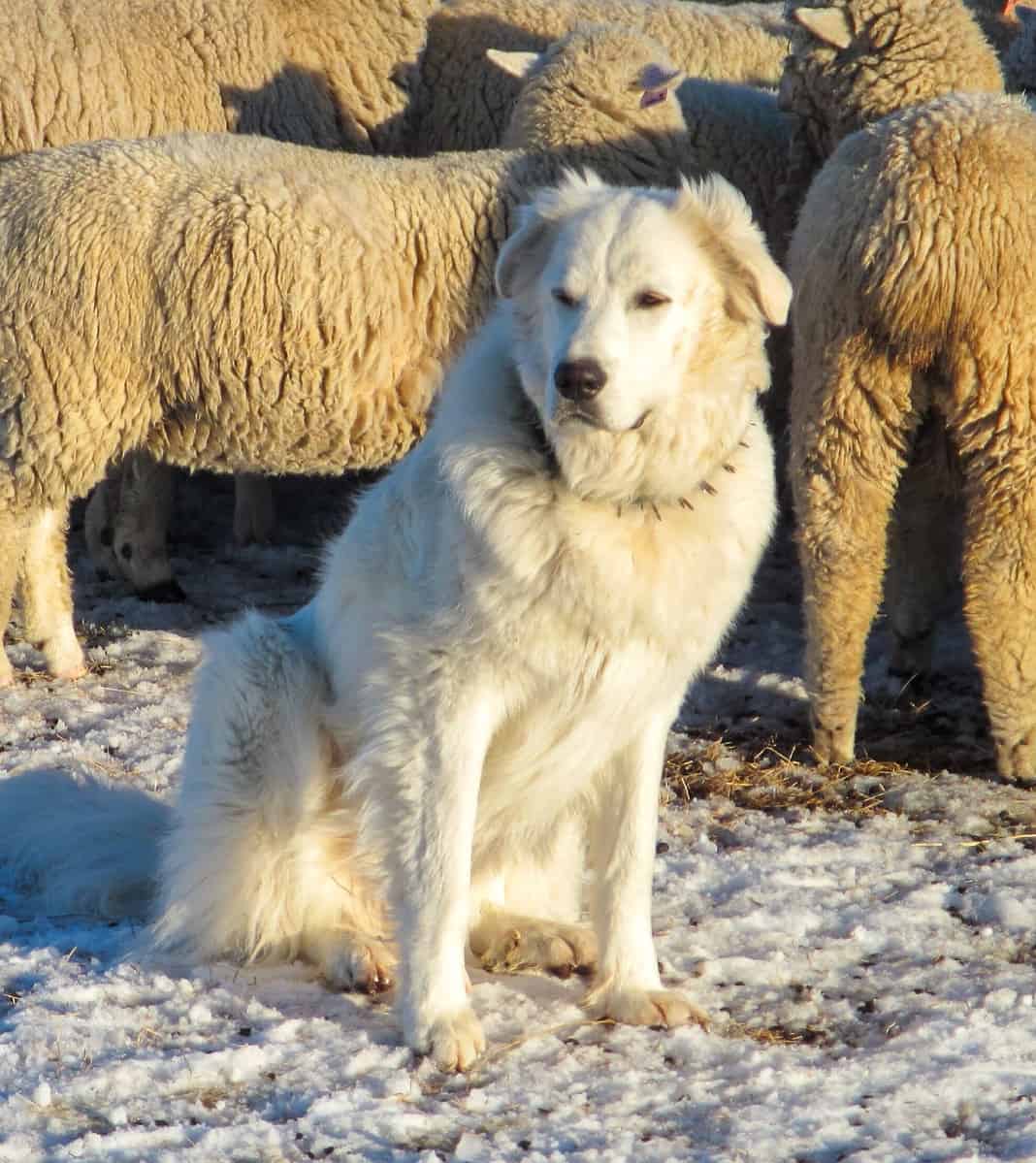 Akbash Dog | Dog-Breeds.com