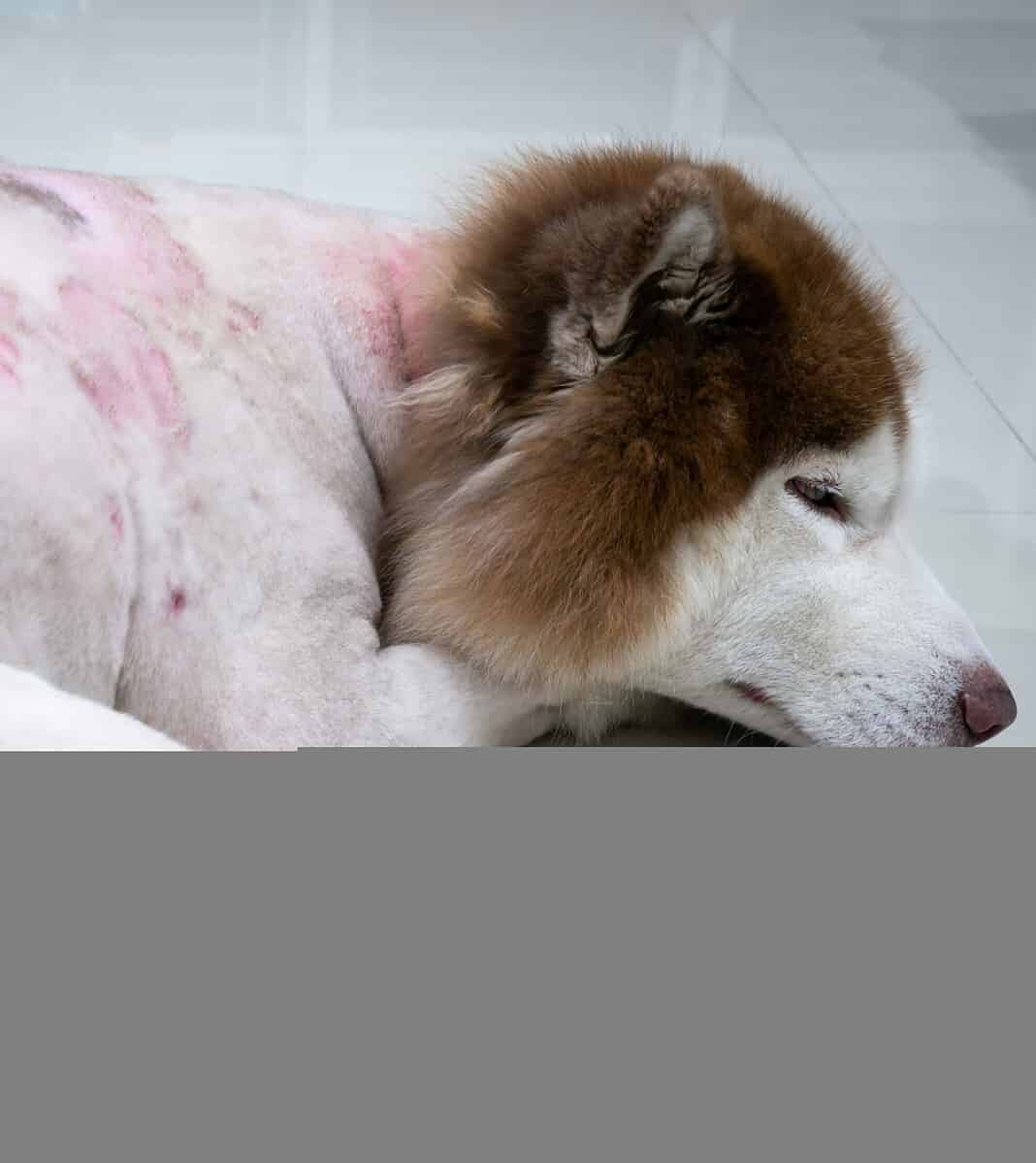 Skin Infections in Dogs: Types, Causes, Symptoms, and Treatments | Dog ...