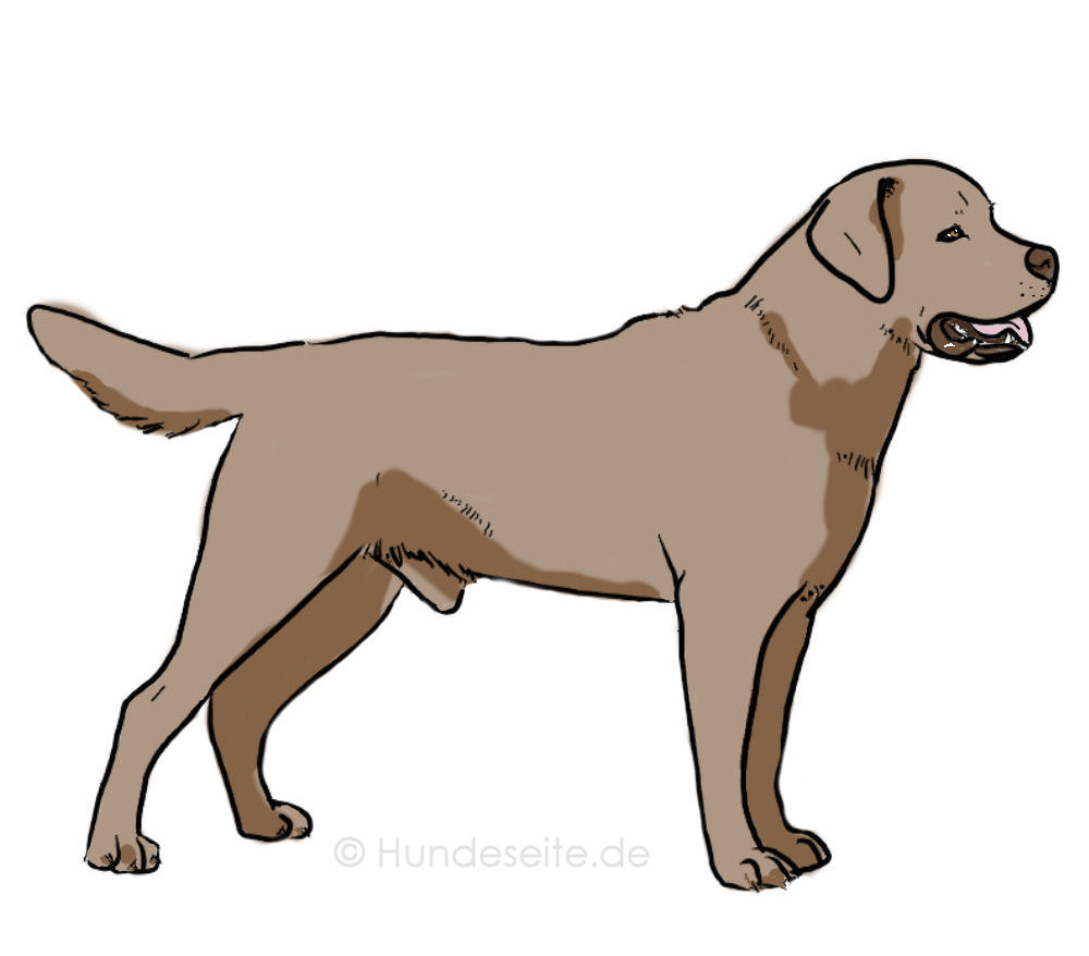 Dog Breeds With Pictures From A To Z Dog Breeds dog-breeds-with-pictures-from-a-to-z-dog-breeds